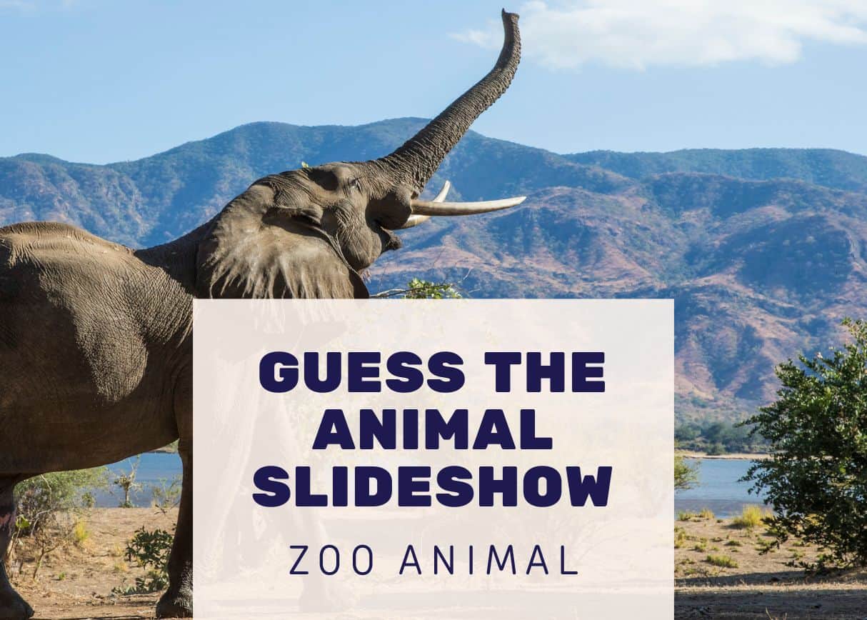 Group Game: Guess the Animal Slideshow – Oldyssey Life